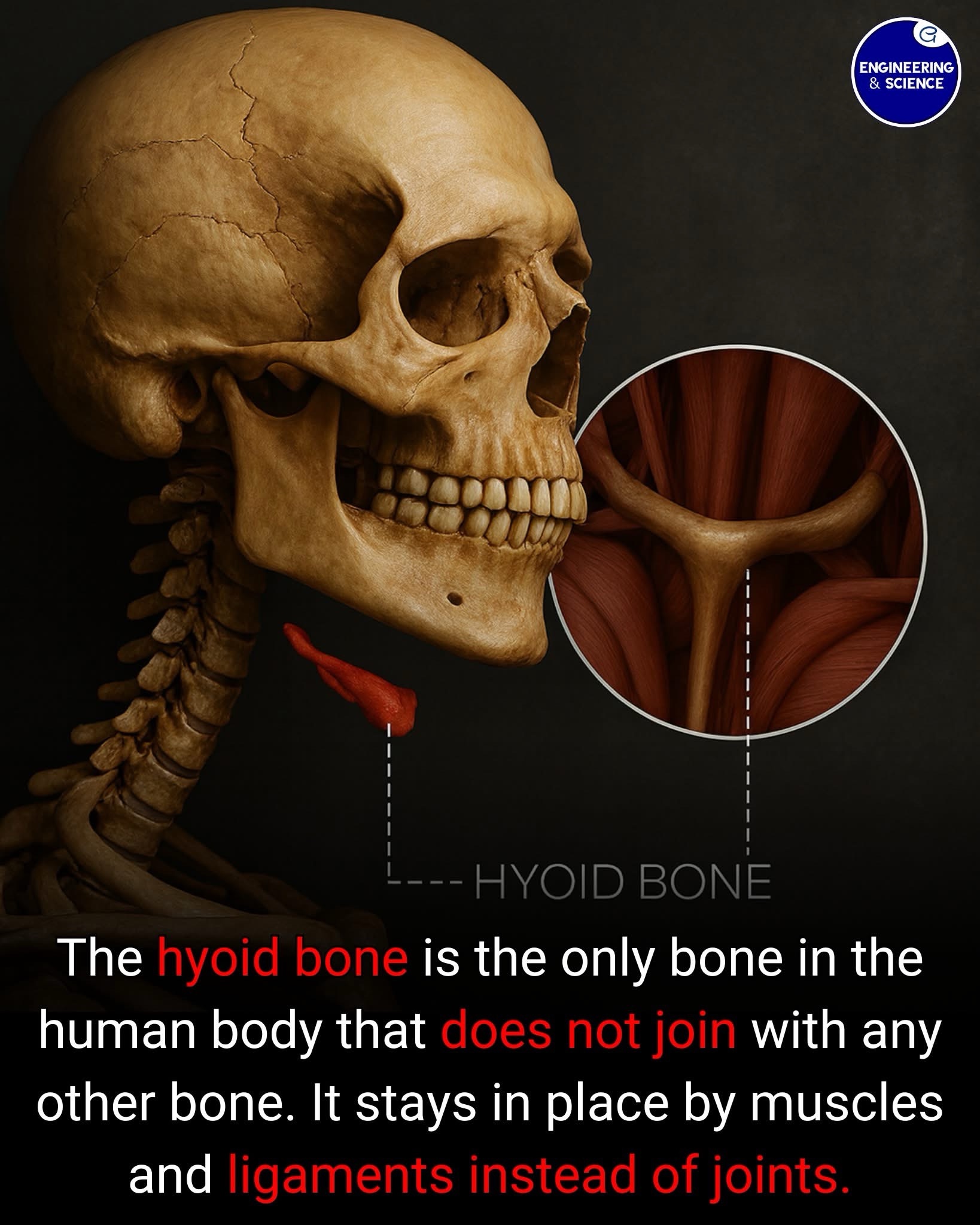 🦴 The Hyoid Bone: The Free-Floating Marvel of the Human Body | Melanie ...